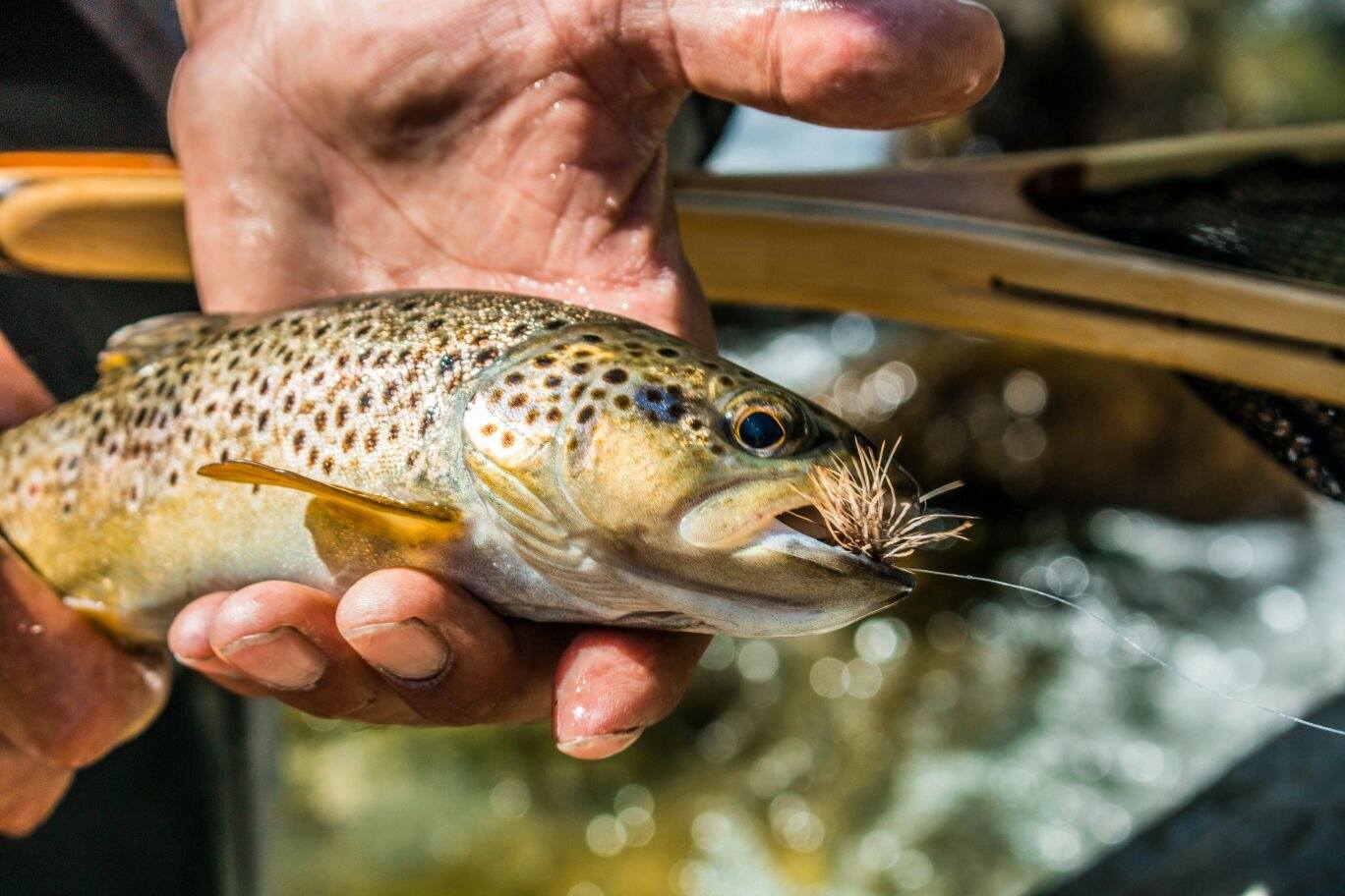 Guided Fishing Tours on Lake Como | Explore Italy’s Best Fishing Spots ...