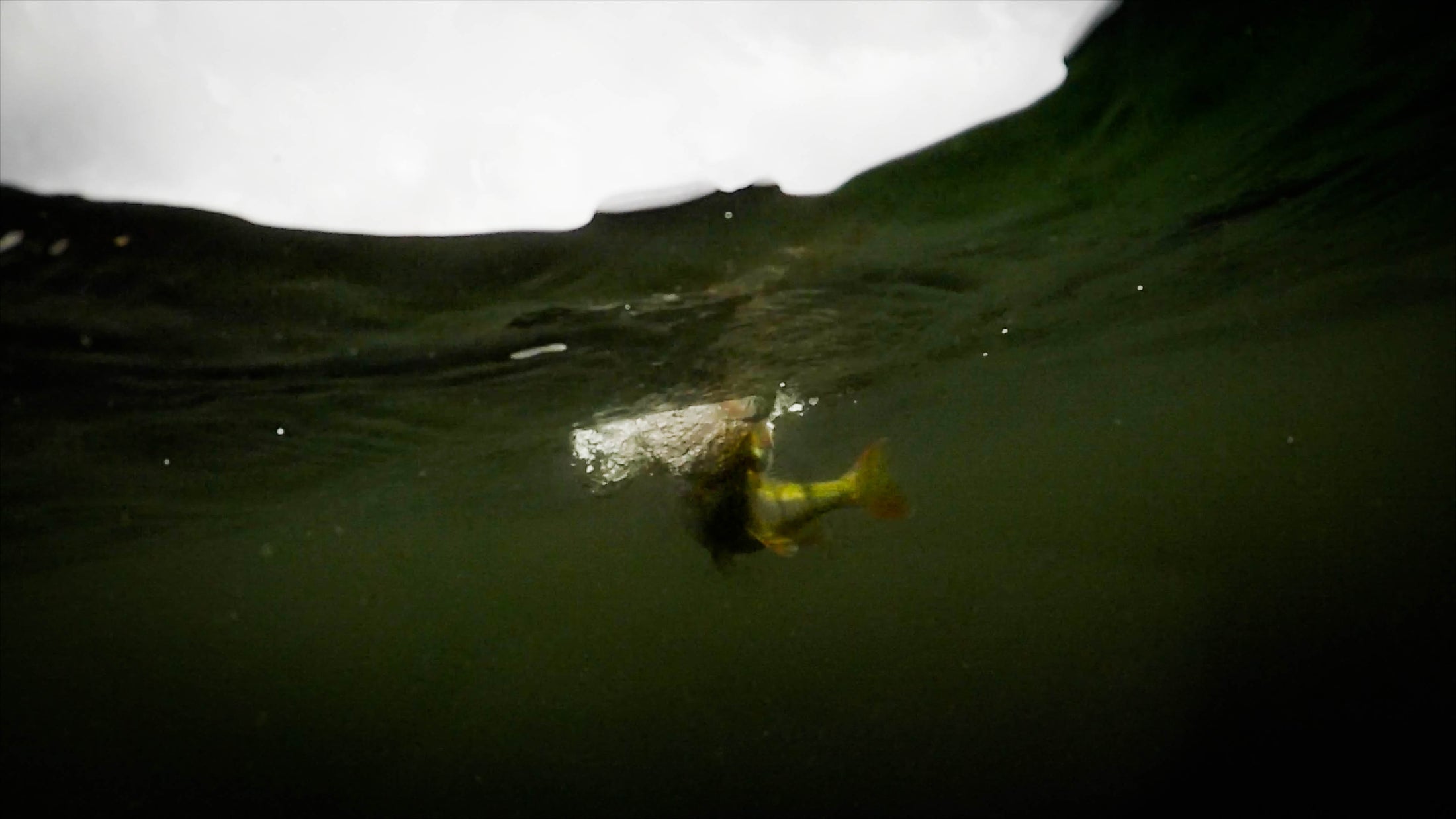 Lake Como Boat Fishing Trip | Guided Predator Fishing Tours – Lake Como ...